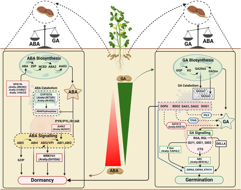 Genomic discovery could save farmers millions by preventing groundnut ...