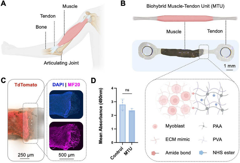 MIT engineers give biohybrid robots a power upgrade with synthetic tendons
