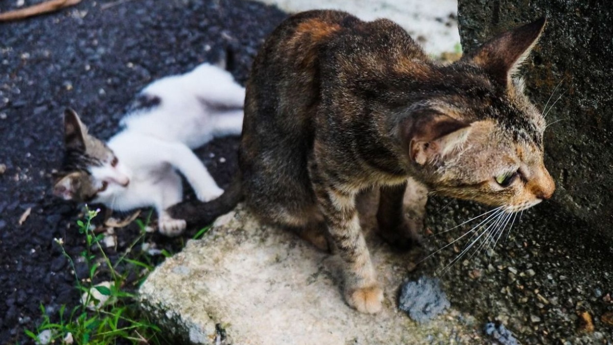 9 signs your cat might be planning an escape