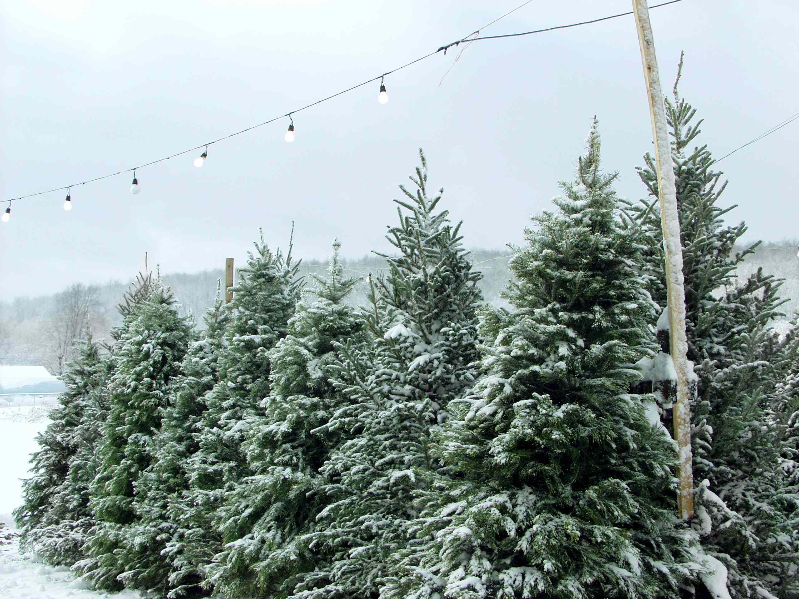 Which Christmas tree smells the best? Experts reveal the answer