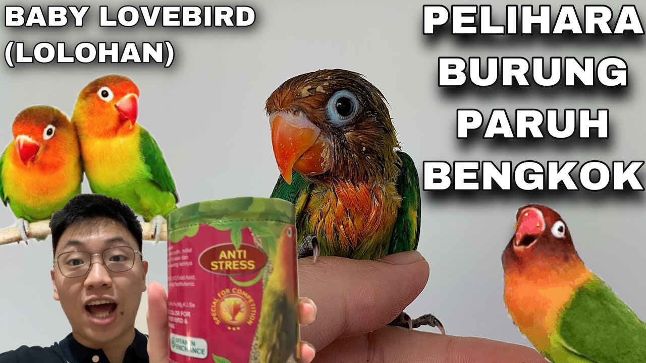 Akhirnya punya hewan peliharaan! Wawasan lovebird untuk pecinta burung ...