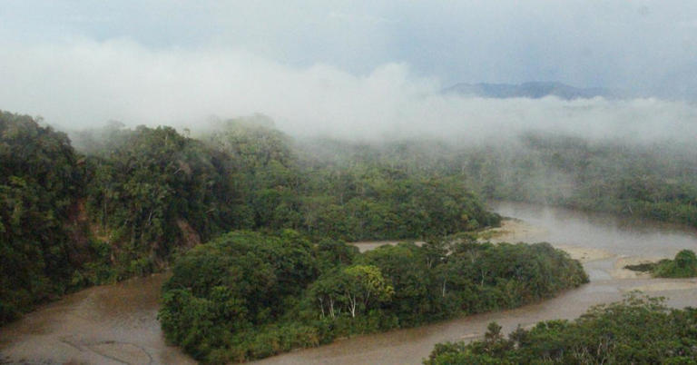 Creature with 'strange skin wing' discovered in the Amazon. It's a new ...