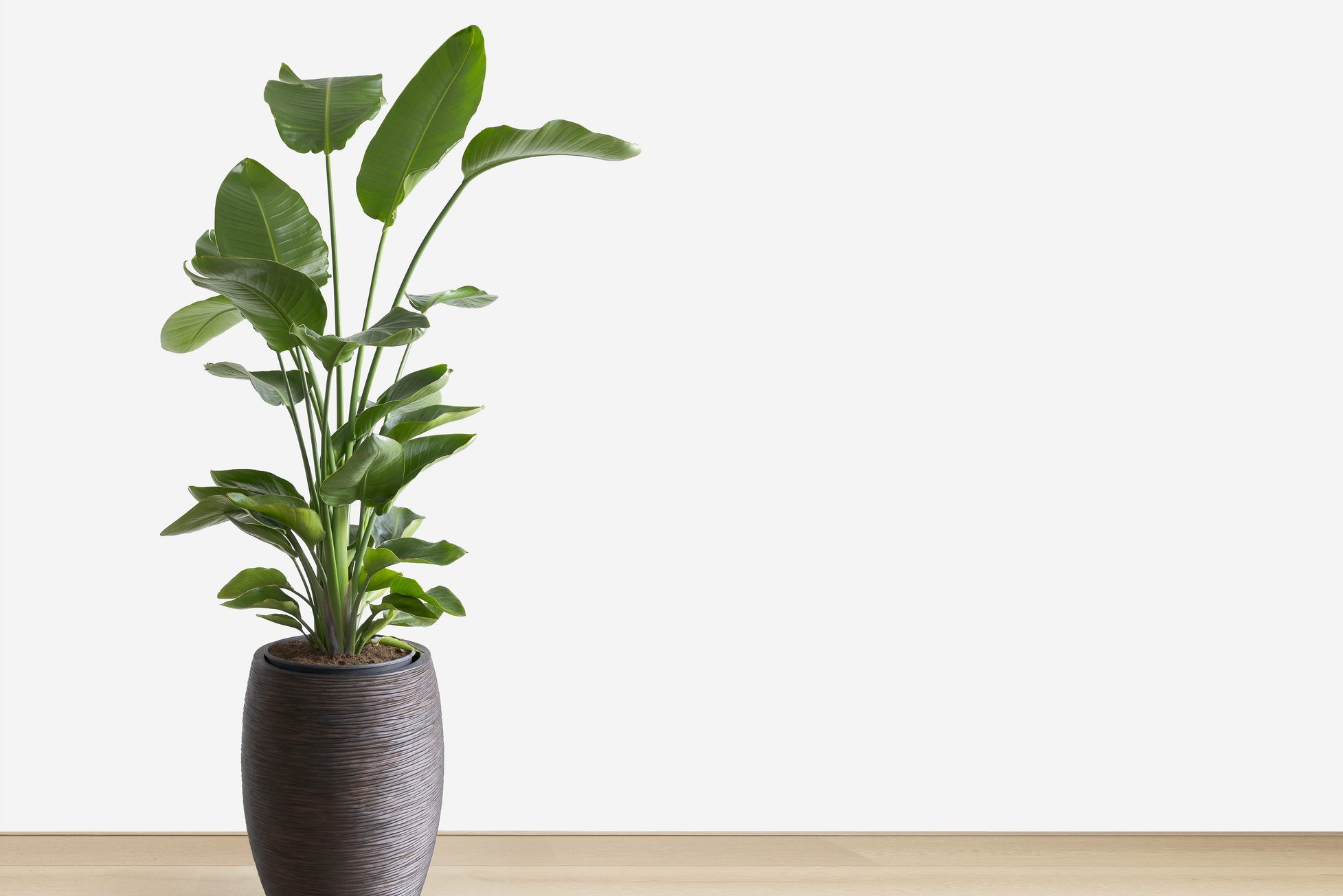 10 must-have indoor plants to liven up your entryway