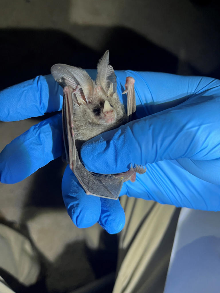 Fungus linked to deadly bat disease confirmed in southern Nevada