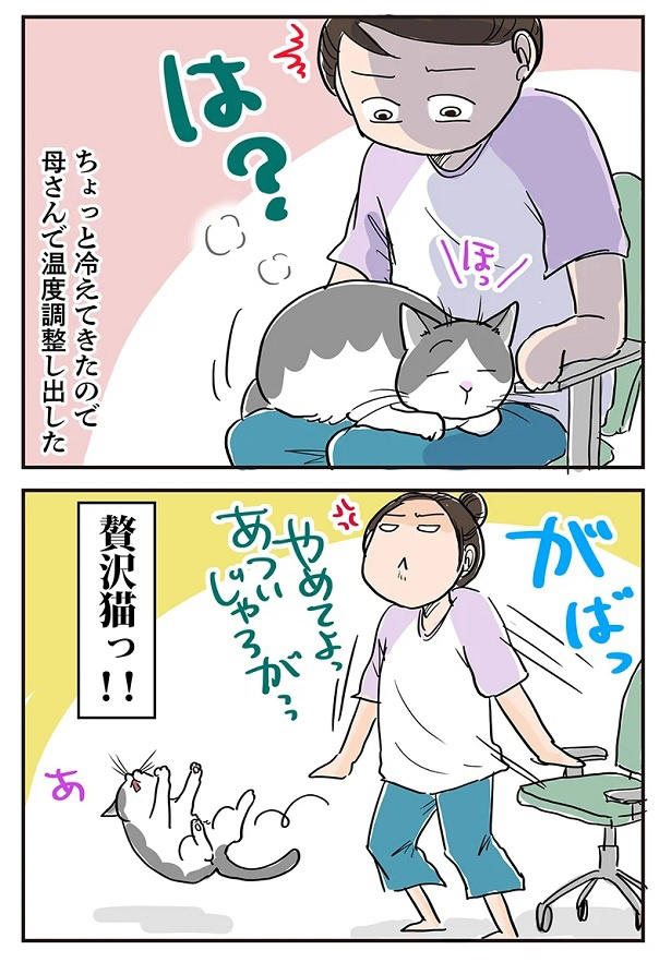 「贅沢猫っ！」暑くなったら伸びて寒くなったら飼い主の膝の上で温度調節？何してもかわいいから許されちゃう【作者に聞く】