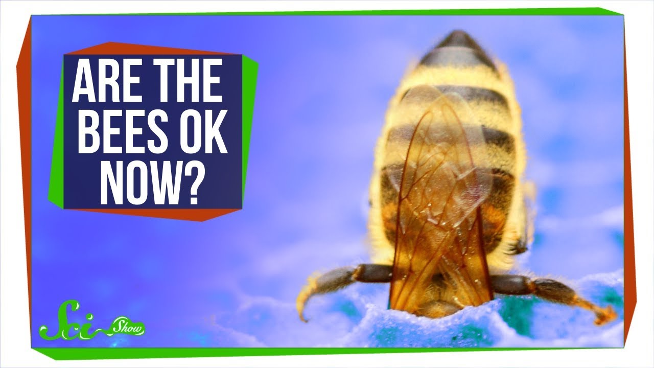 Are the bees okay now?