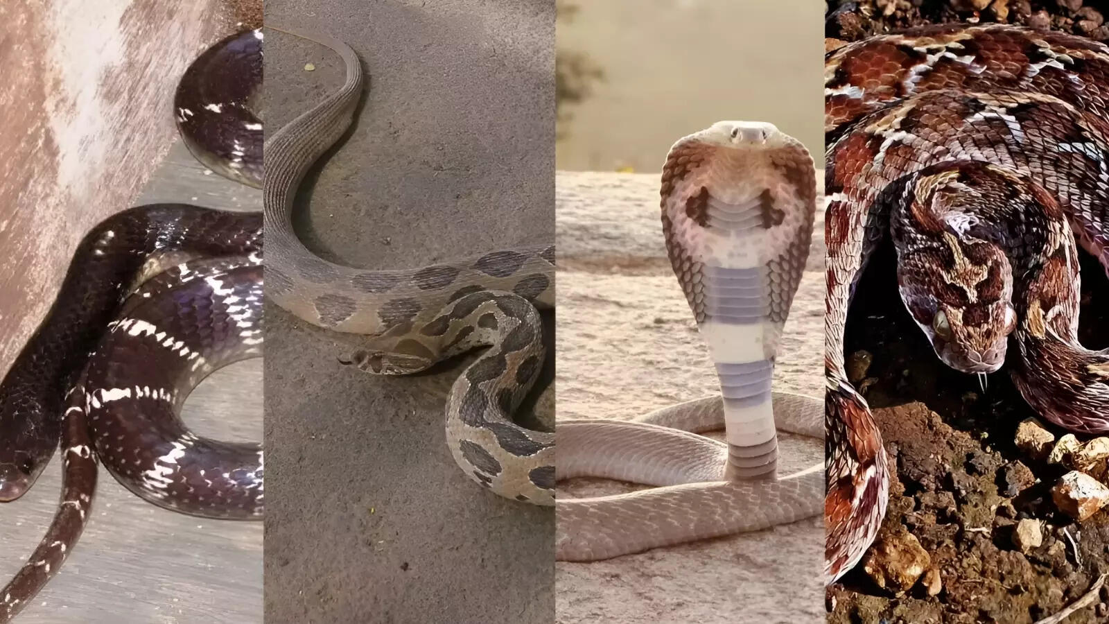 Snakes everywhere! These states in India record the highest numbers of ...