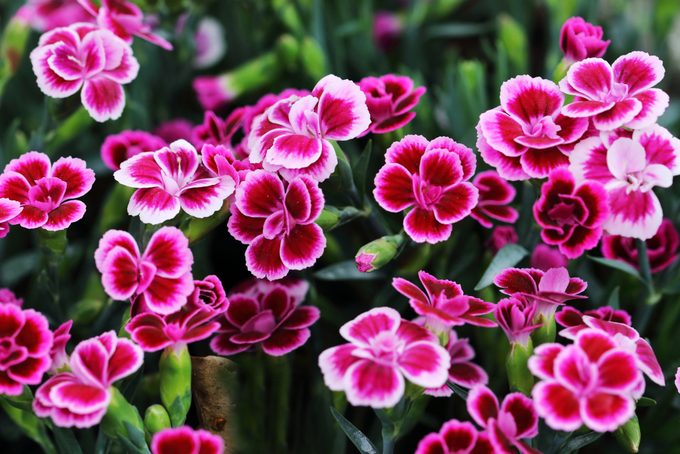 11 plants to grow for fragrance