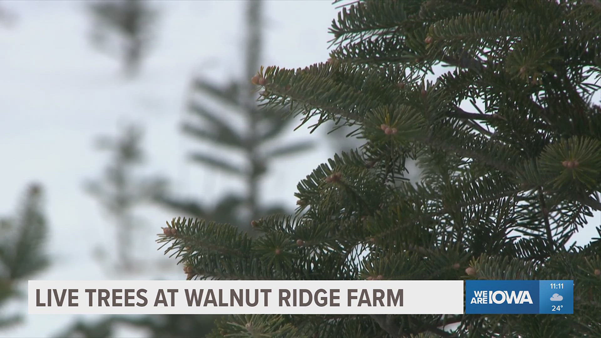 Indianola farm selling Christmas trees for 43rd year