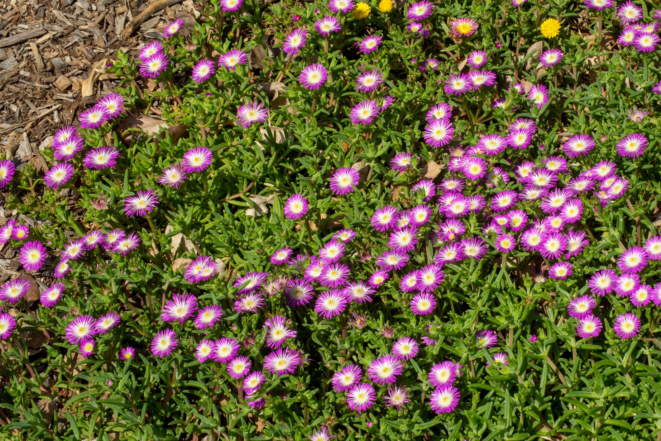 10 ground cover plants for full sun