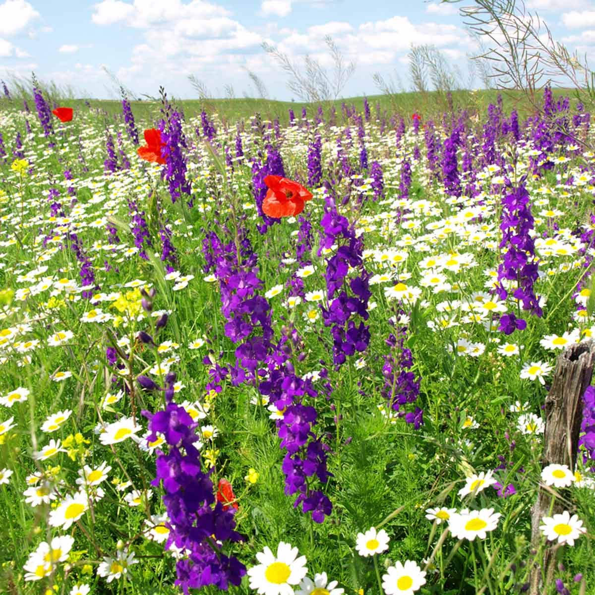 12 inspiring flower bed ideas