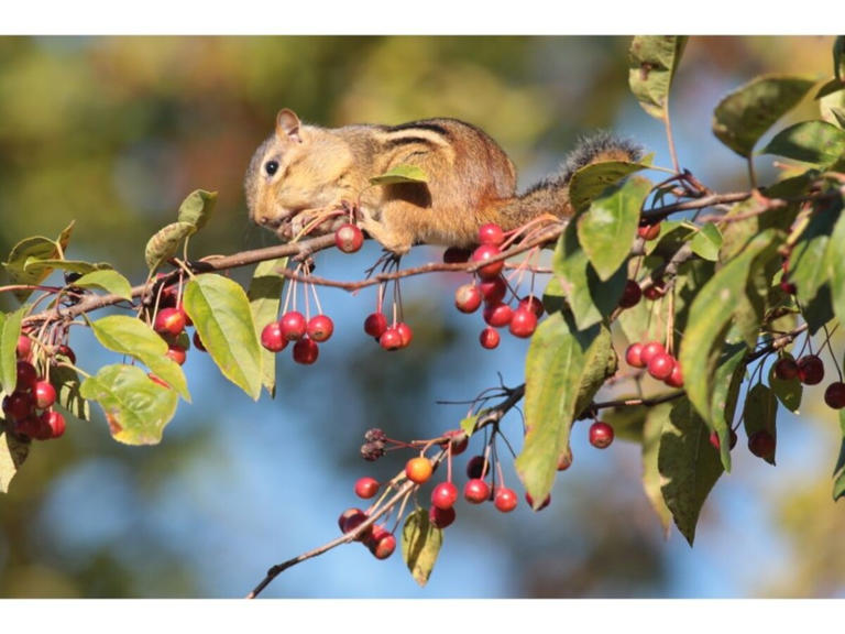 🌱 Patch AM: Could a battery on your counter start the next Lakewood fire?