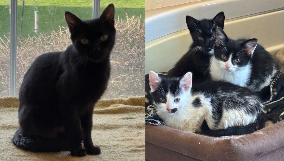 Dumped kittens were left to die - rescuers