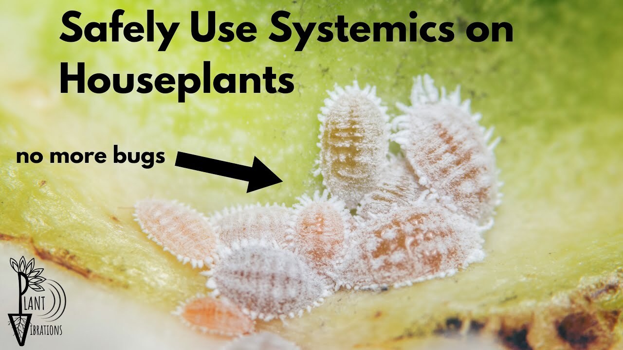 Get rid of indoor plant bugs with systemic insecticides (scale, mealy ...