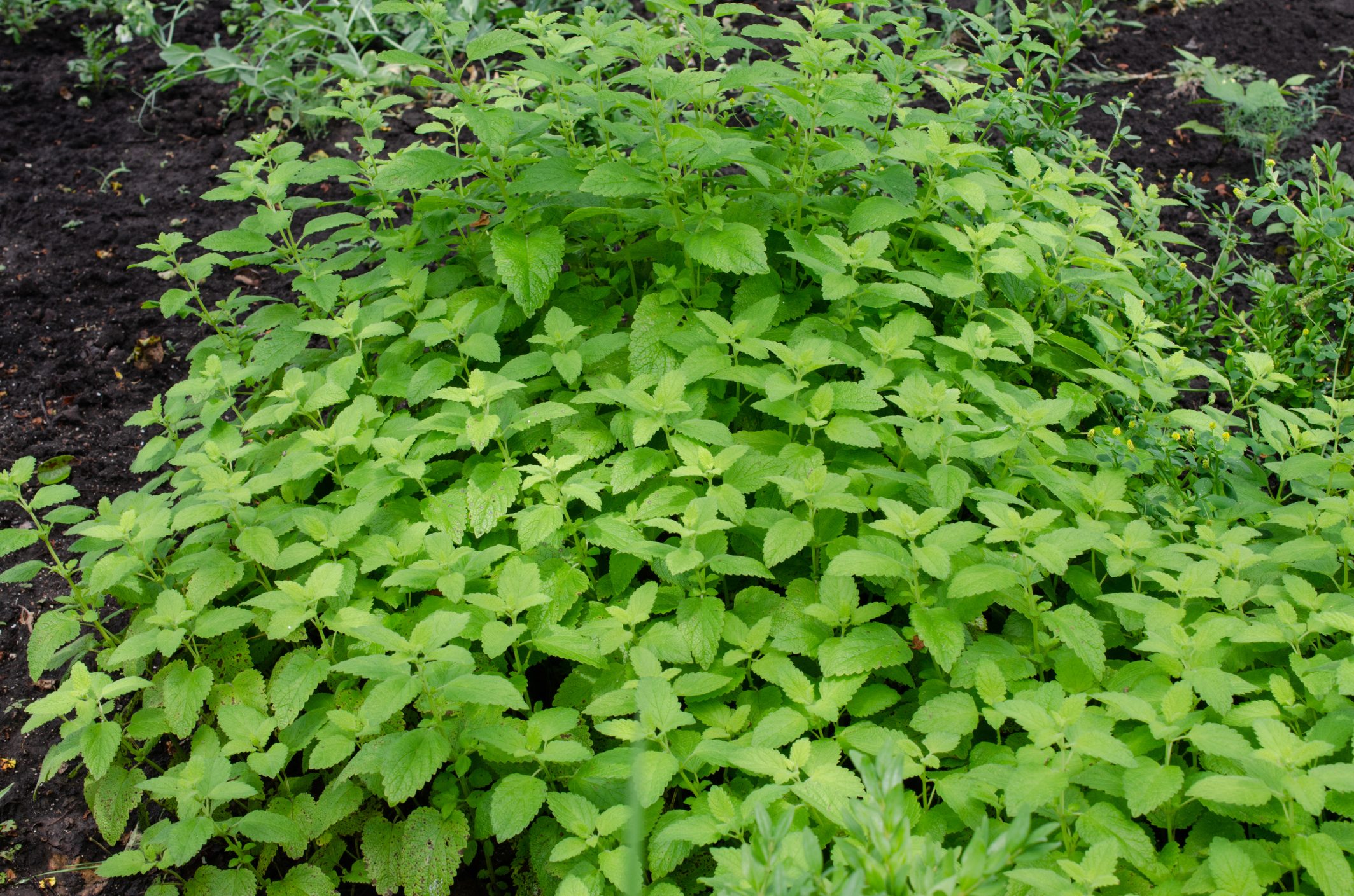 10 ground cover plants for full sun