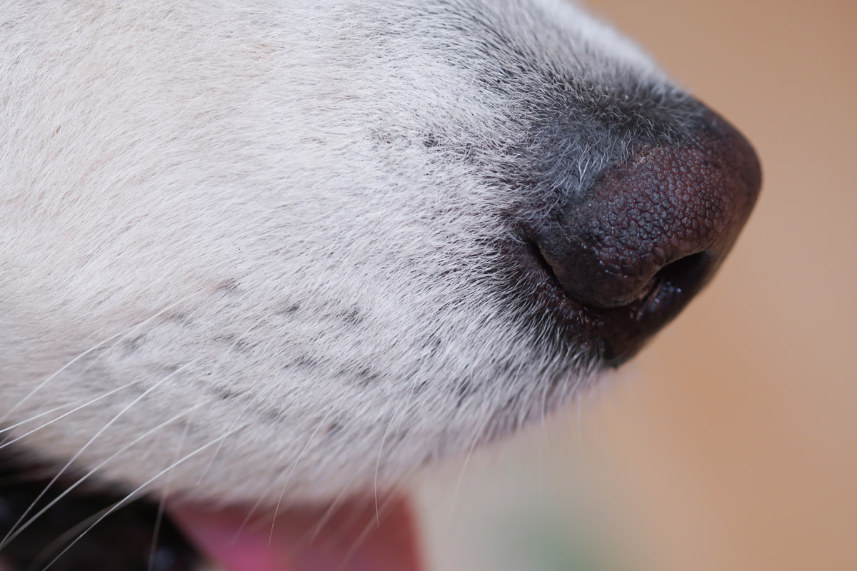 Famous foster mom gets new 'complicated' dog who looks like 'Nightmare ...