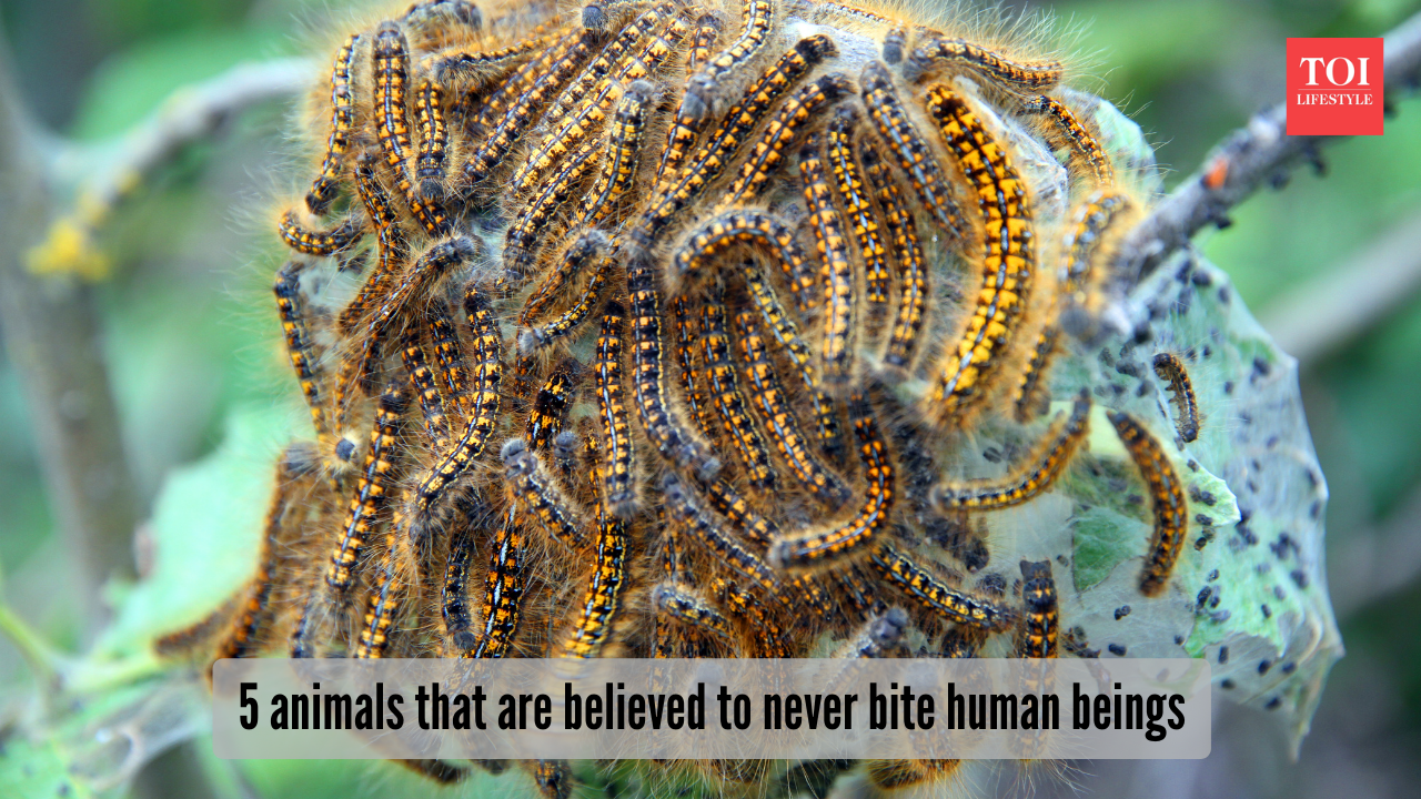 These 5 giant animals may look terrifying but they actually never bite ...