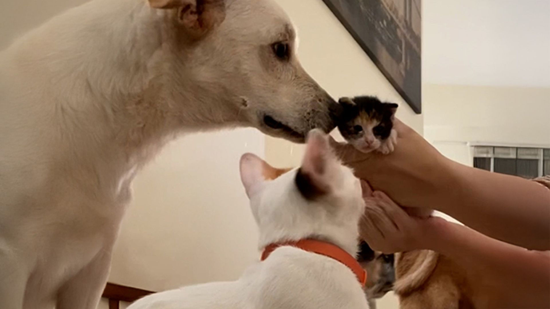 This dog's cat sister had kittens - and he's obsessed