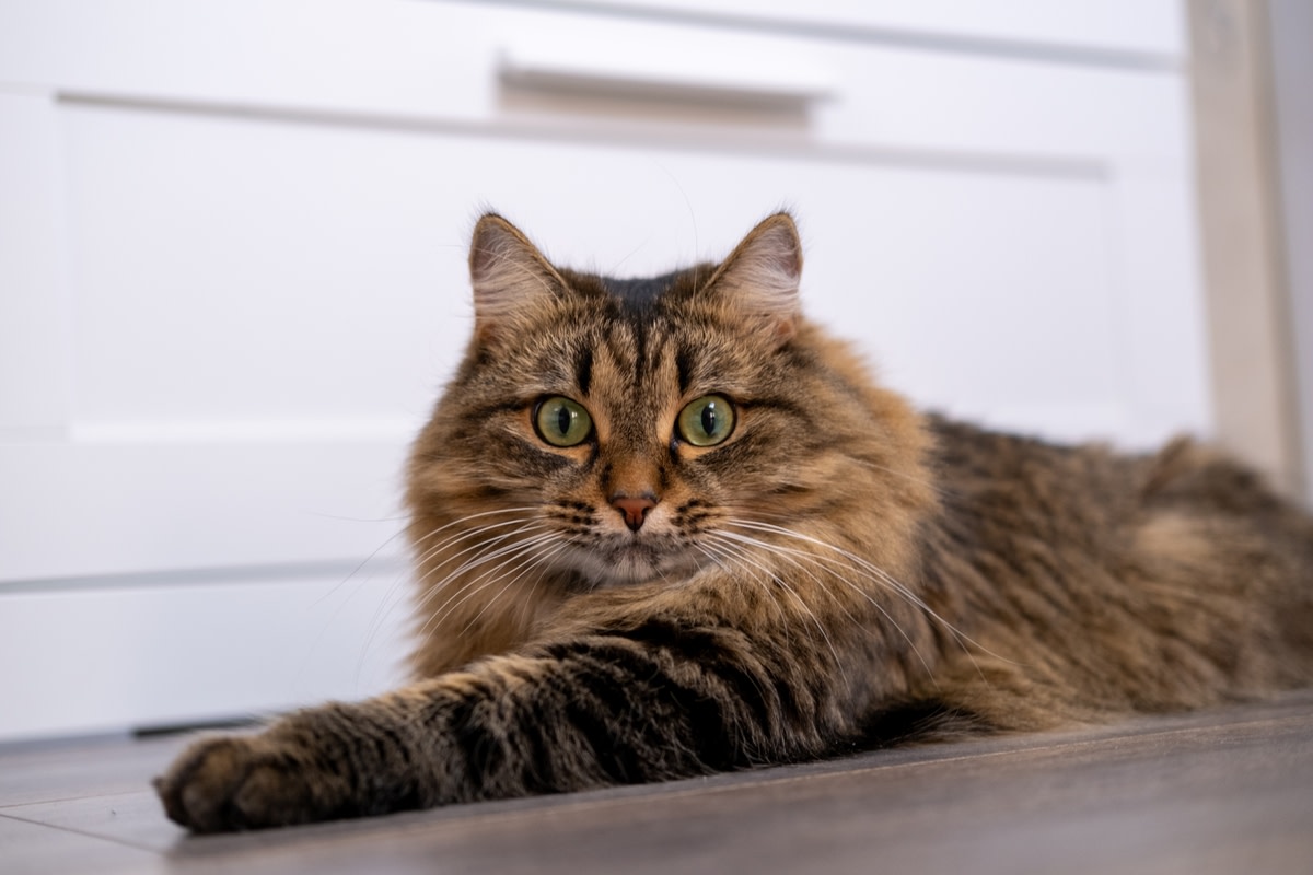 Siberian cat's nightly 'dance-dance' for sibling deserves a standing ...