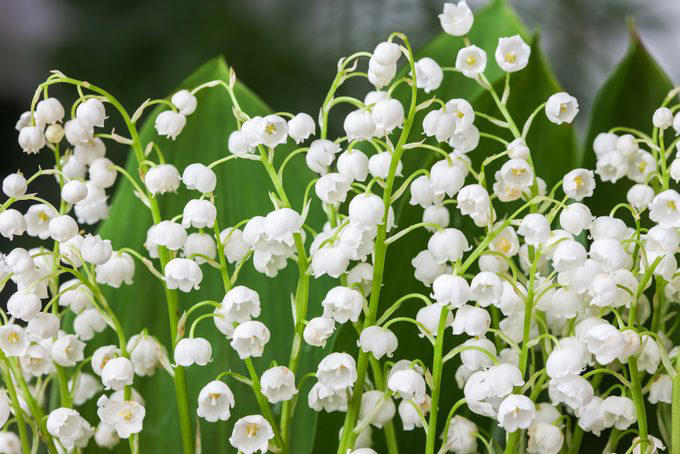 11 plants to grow for fragrance