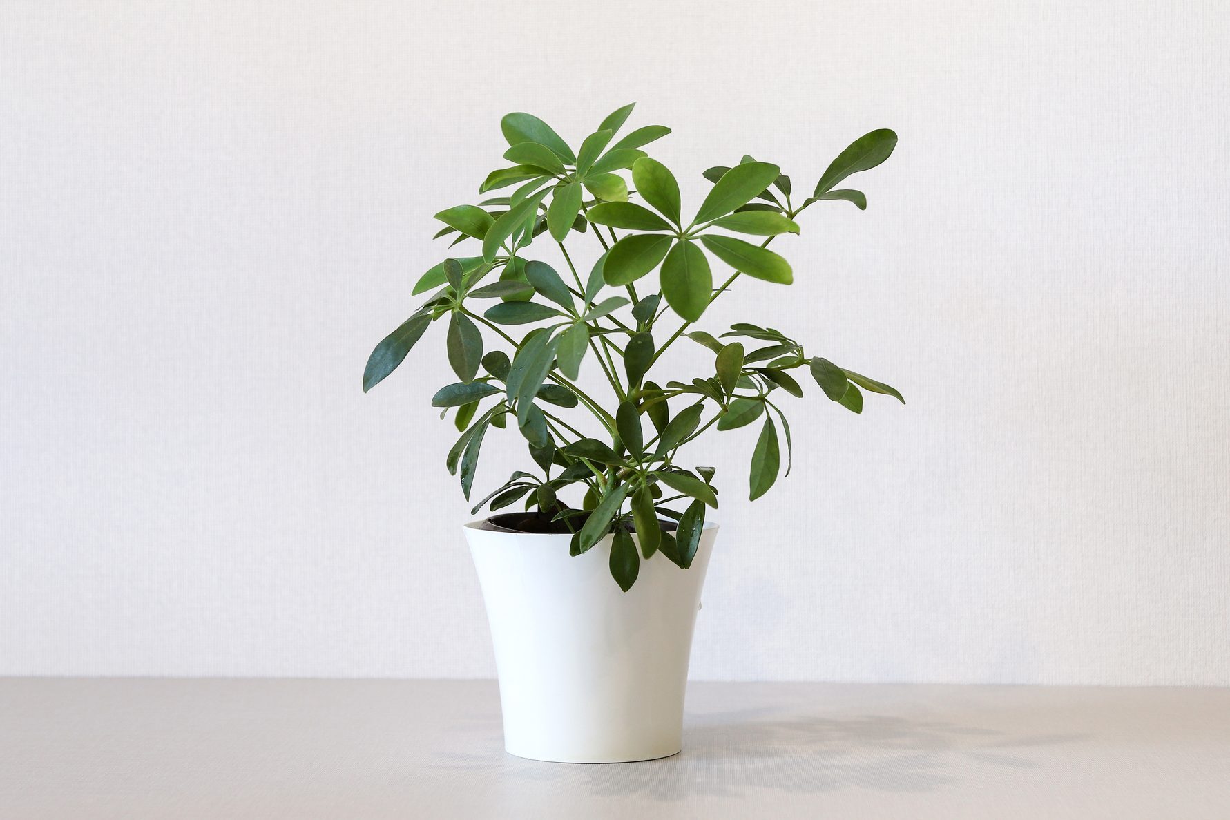 10 must-have indoor plants to liven up your entryway