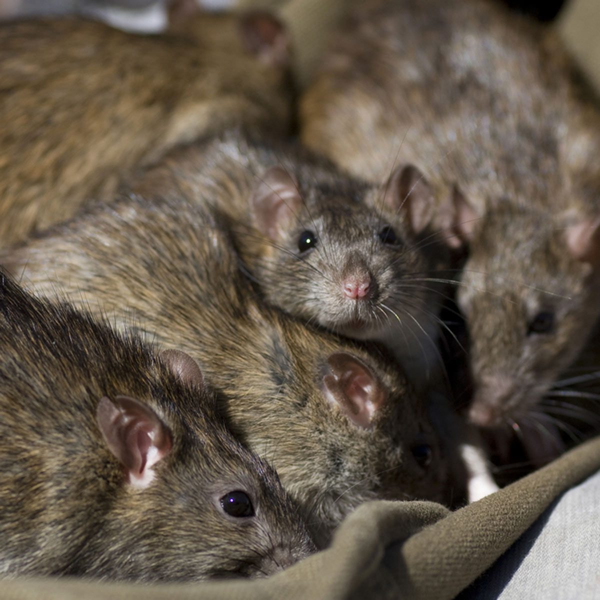 12 rat myths you need to stop believing