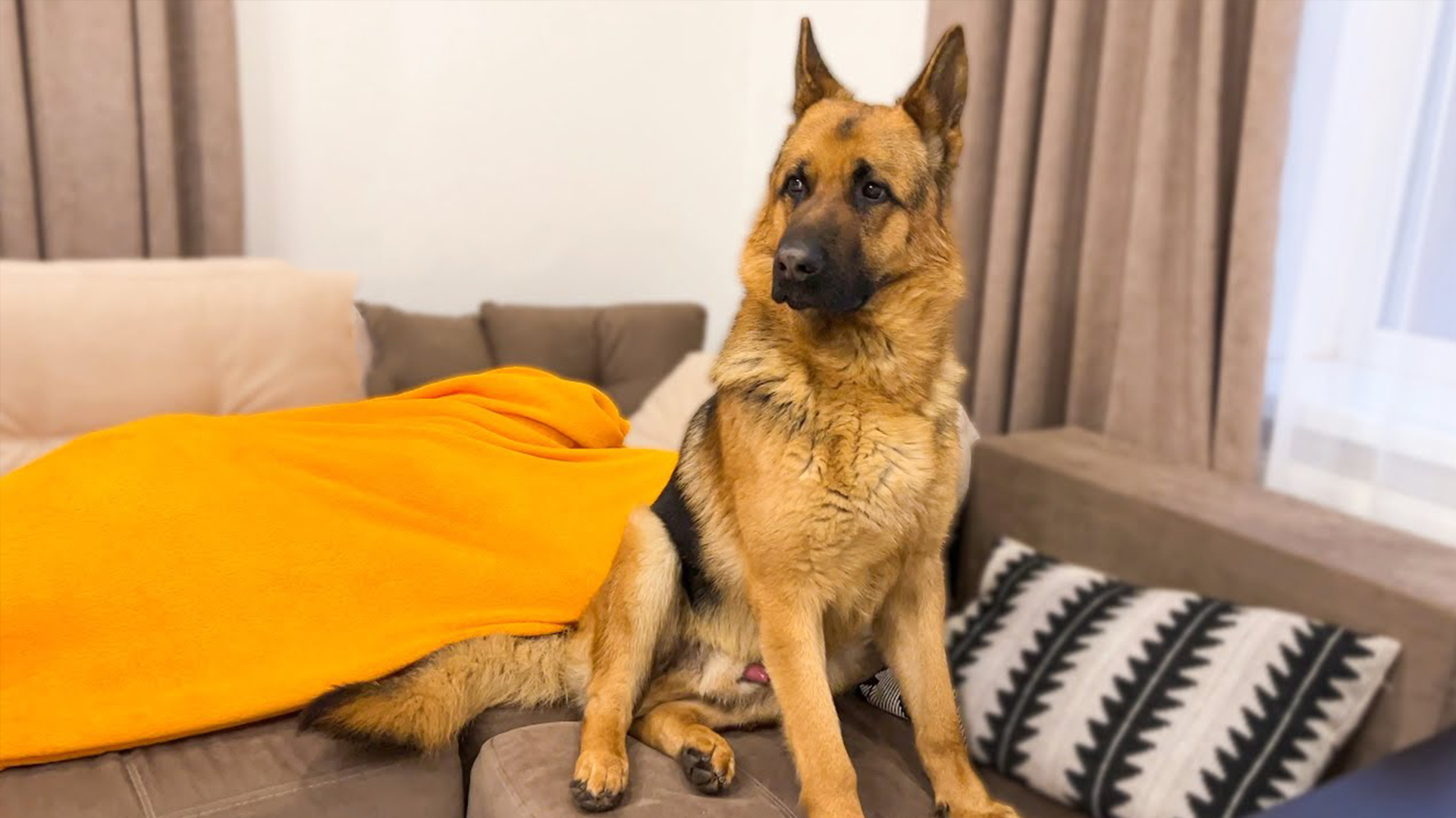 Why can’t the German shepherd find his human?
