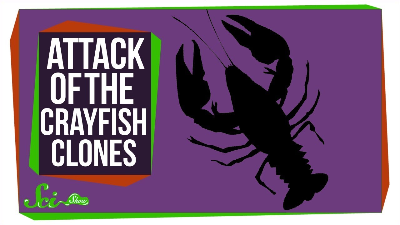 How an army of crayfish clones took over Europe