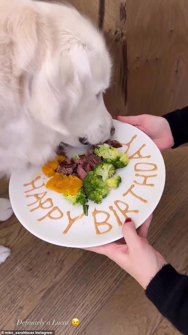 Melbourne socialite feeds her dog a five-star meal and gives him Hermes ...