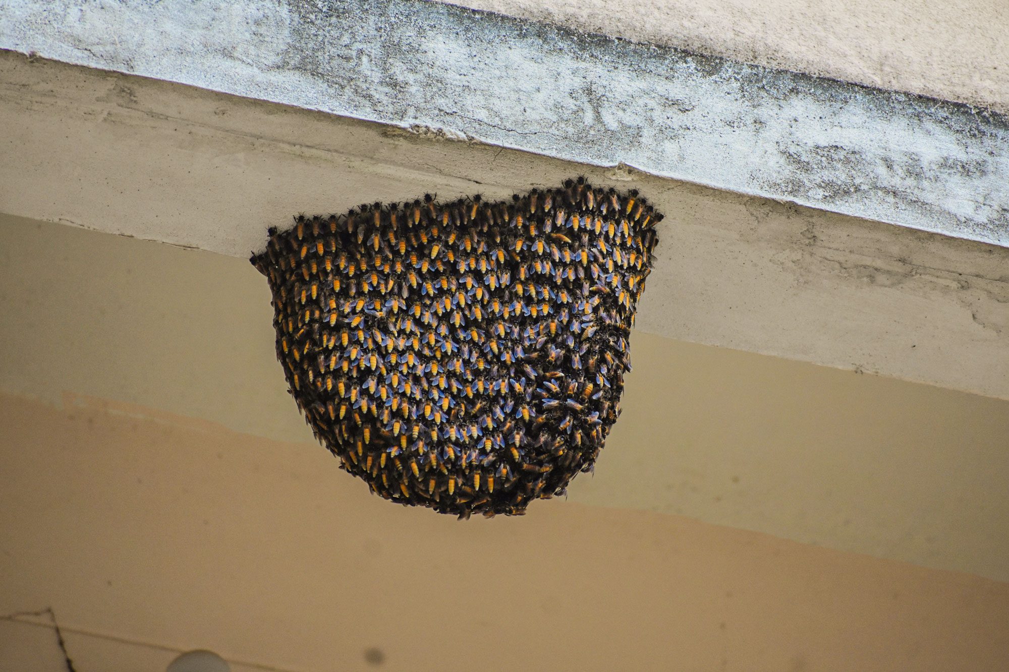 How to keep bees away from every area