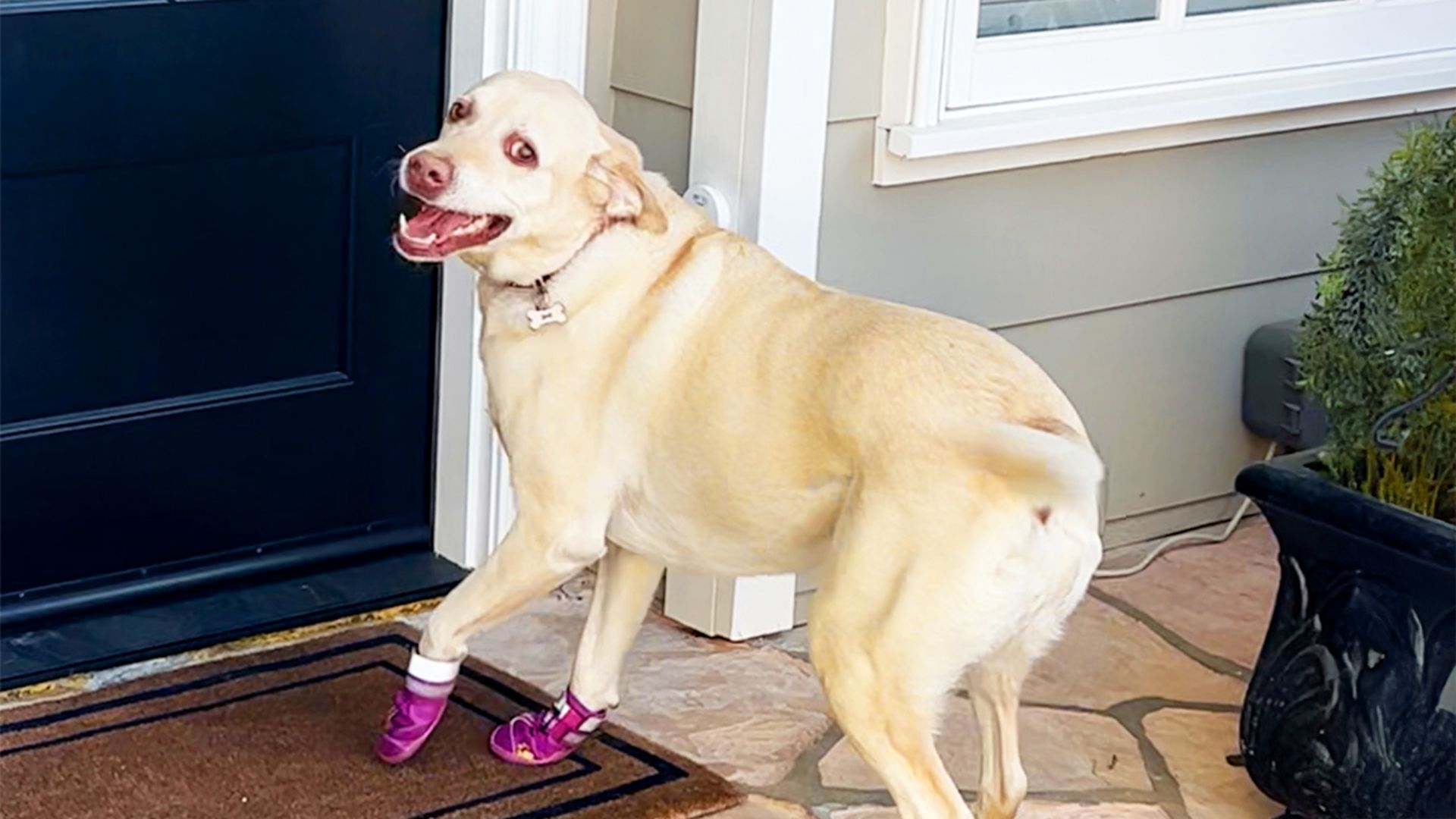 Dog rings her special doorbell at her best friend's house