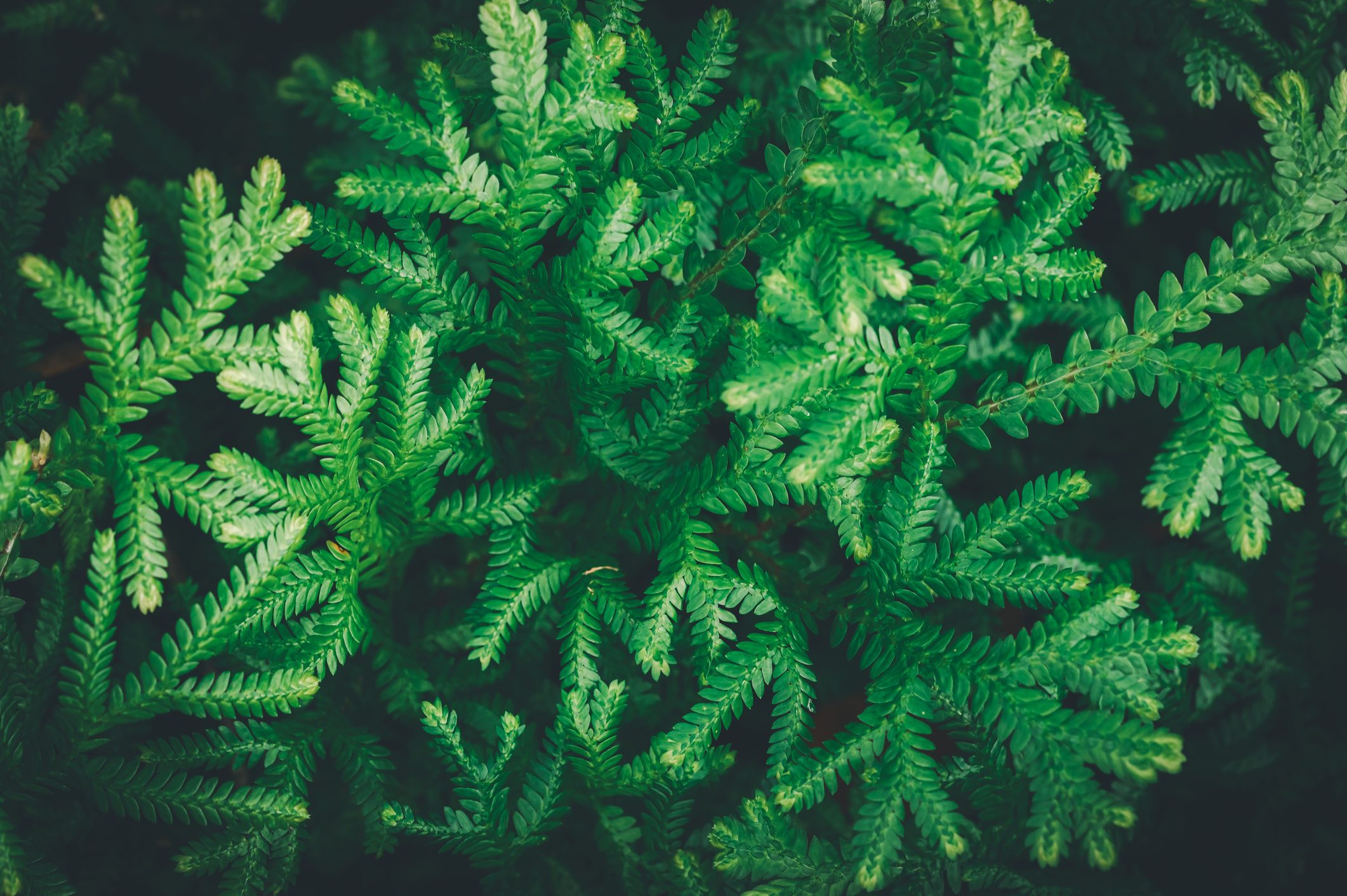 7 houseplants that don’t require drainage