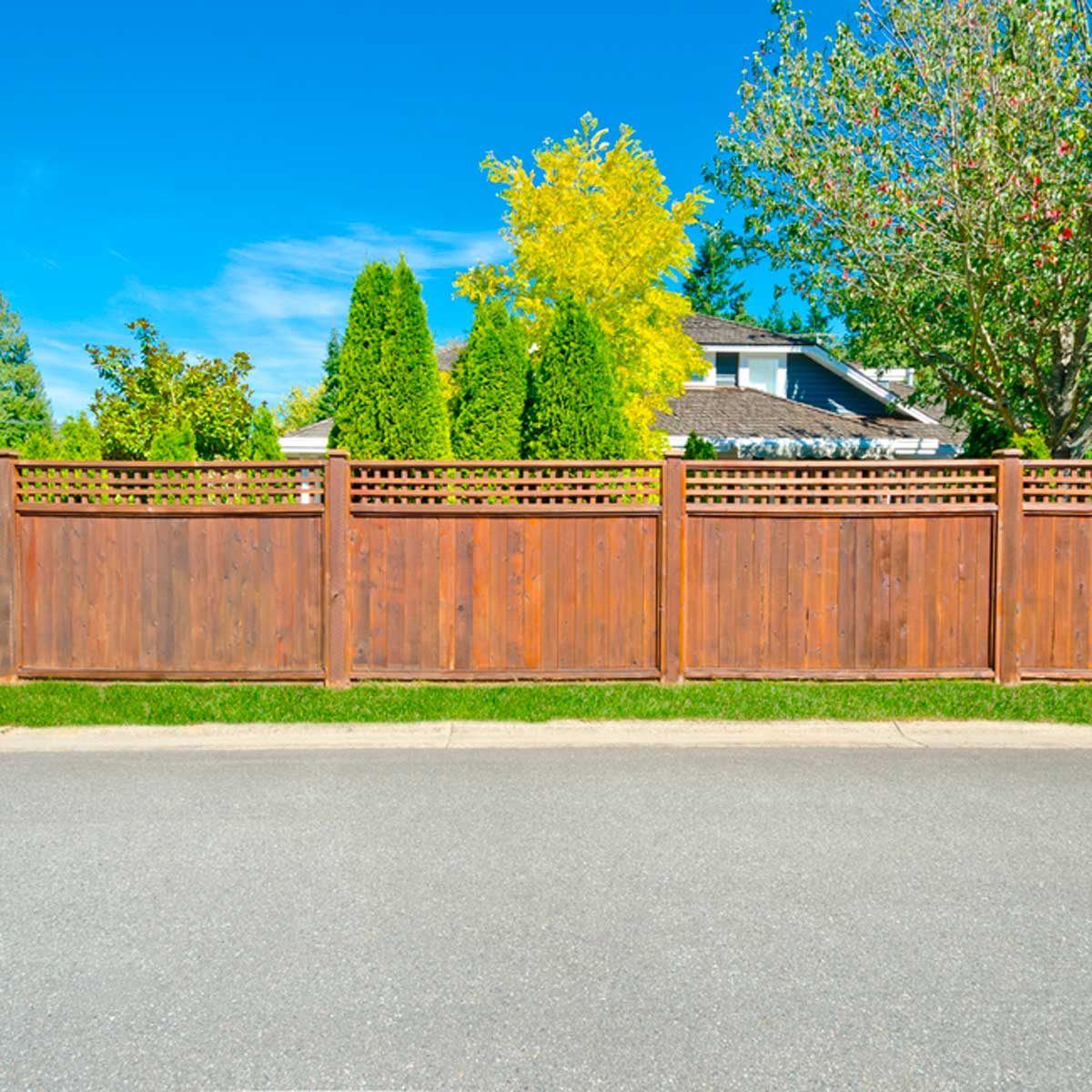 The best privacy plants for your backyard