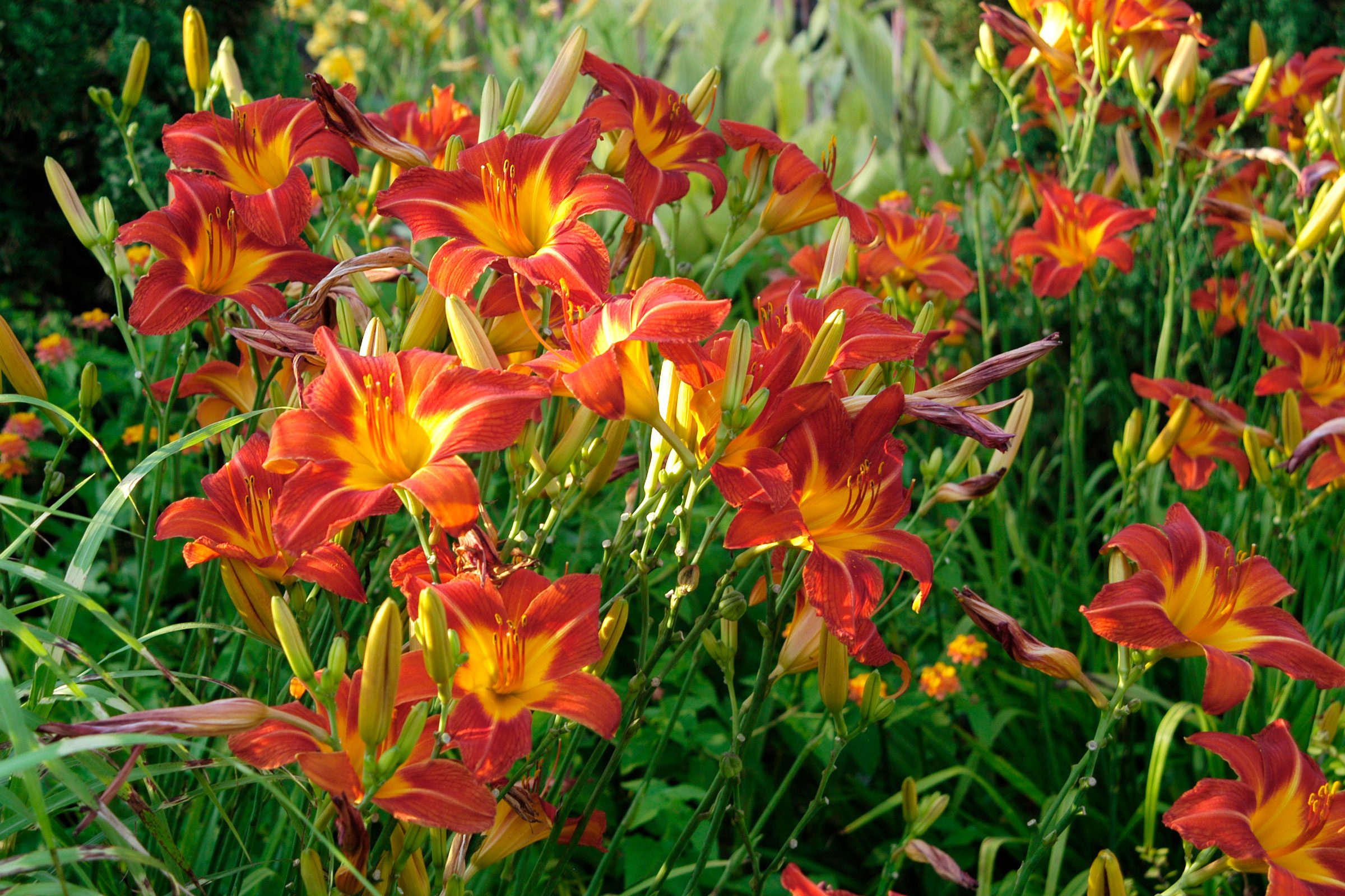 12 orange flowers to grow in your garden