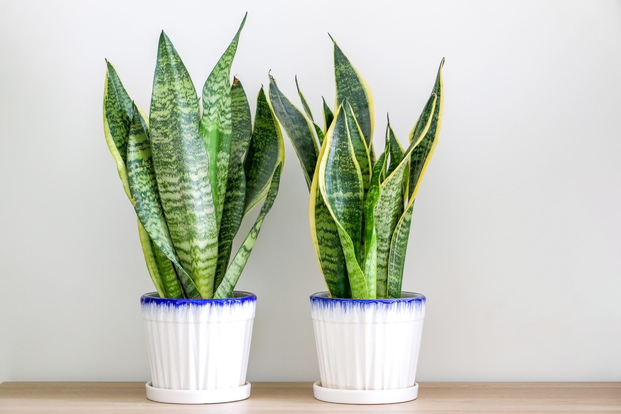 10 must-have indoor plants to liven up your entryway