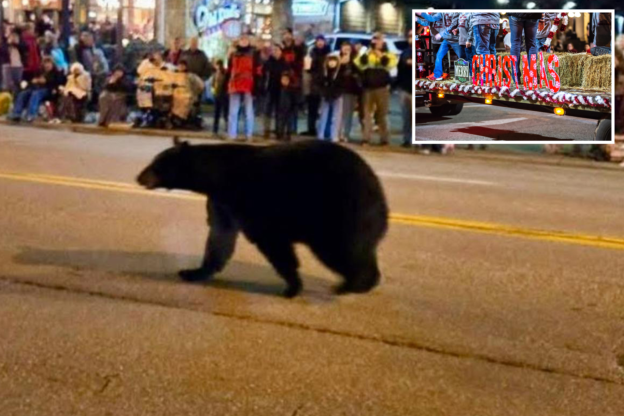 Wandering black bear crashes Christmas parade in Tennessee, stunning ...