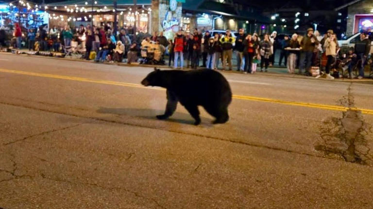Wandering black bear crashes Christmas parade in Tennessee, stunning ...
