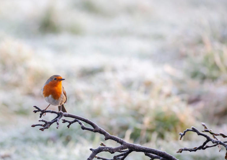 Help garden robins with this 60p cupboard staple everyone has at home