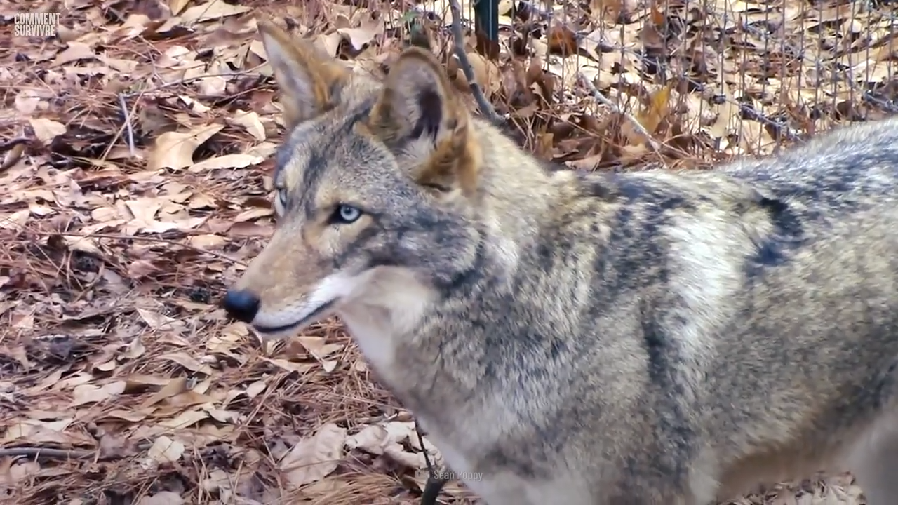Voici comment réagir face à un coyote potentiellement enragé
