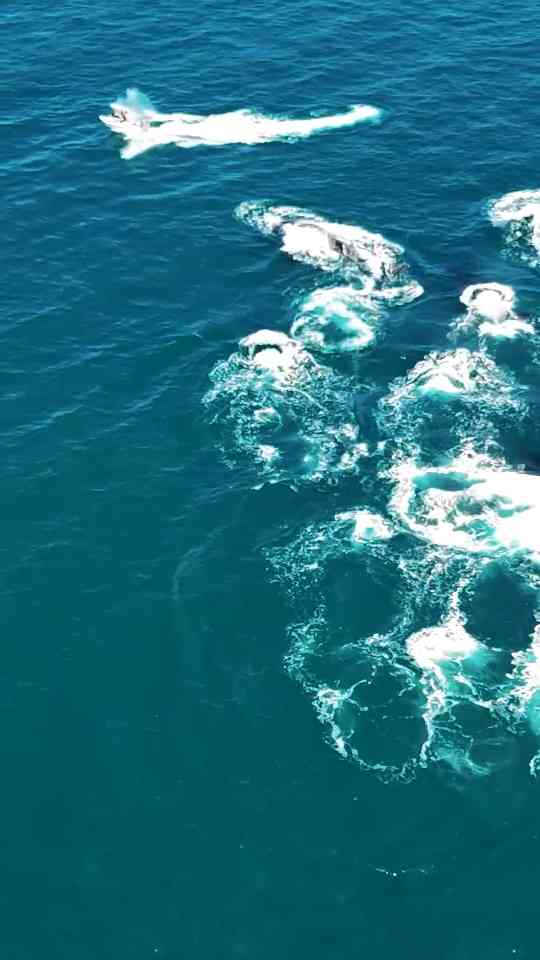 What a whale chase looks like up close
