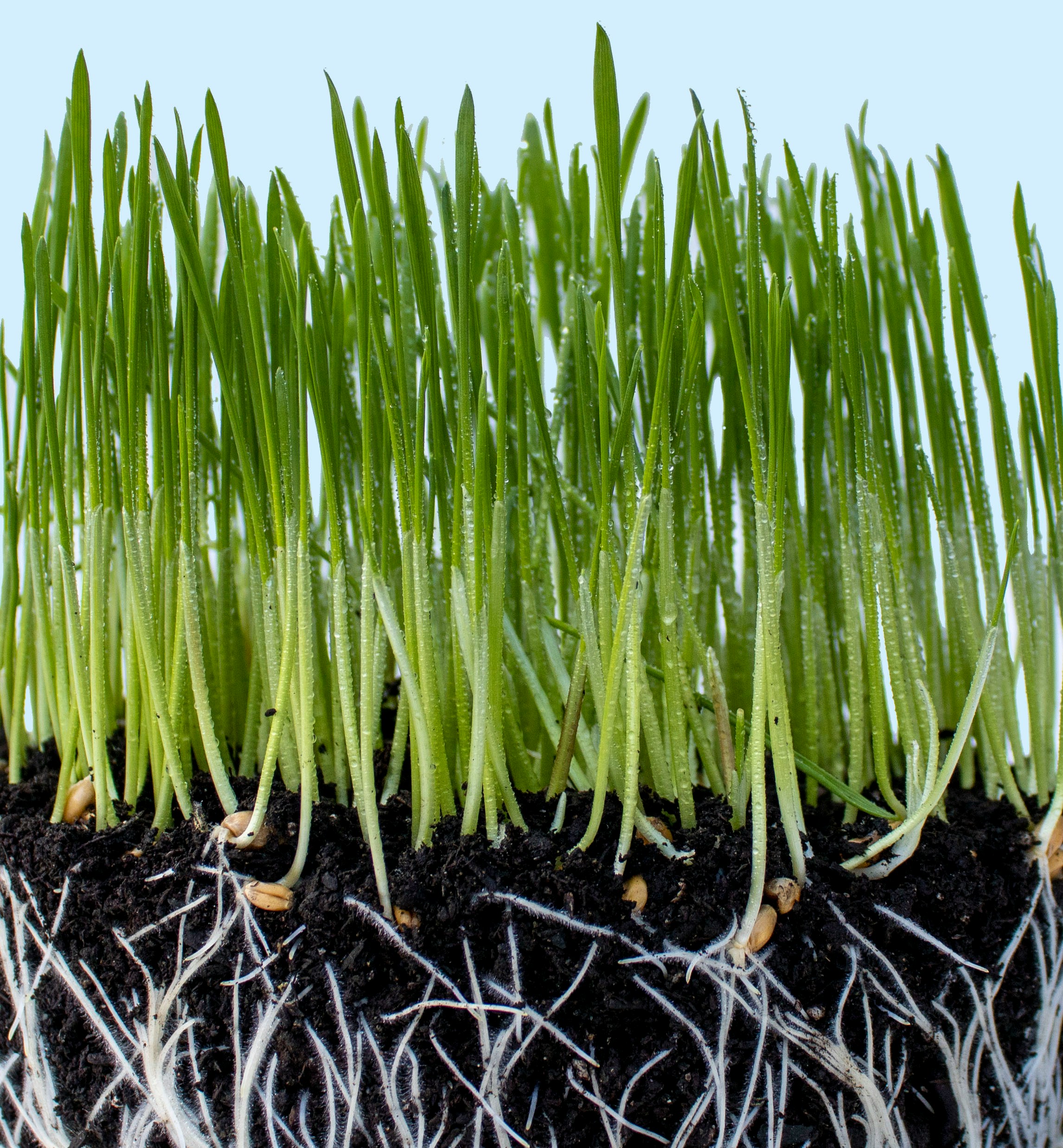 Signs your house plants need repotting
