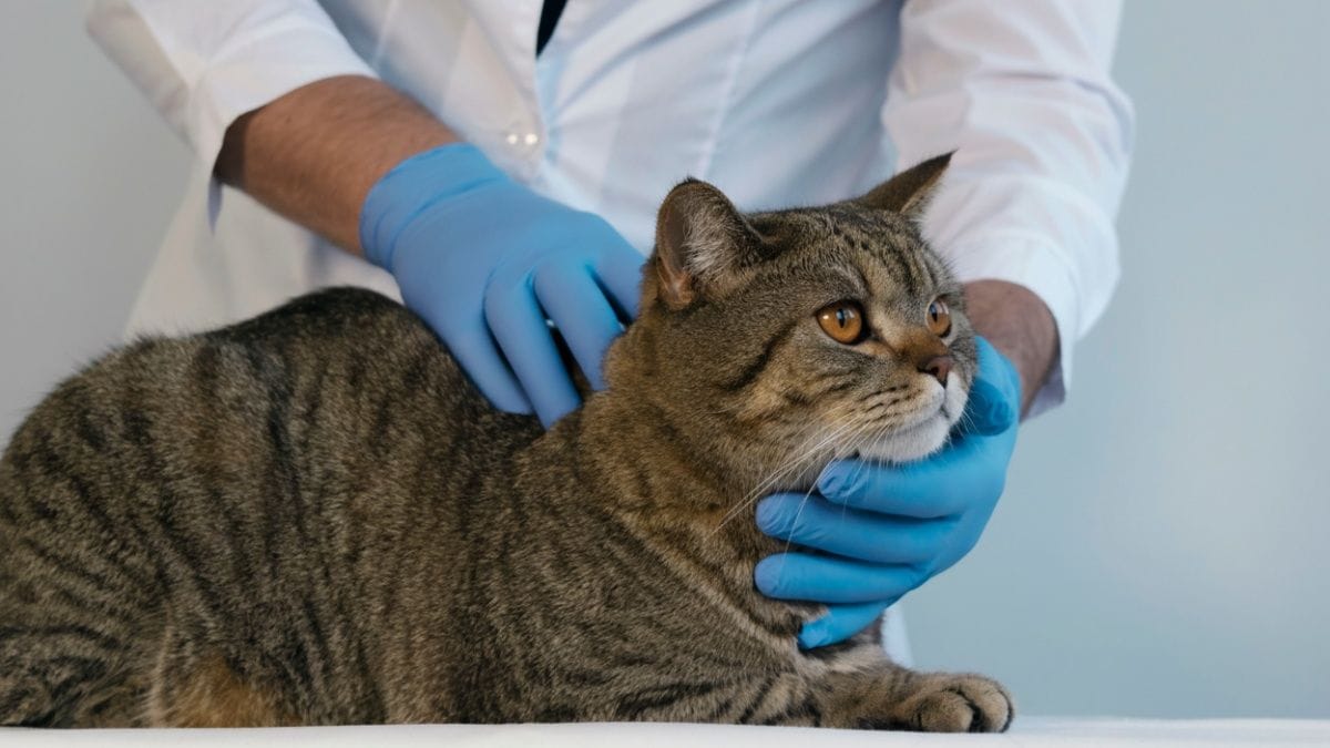 A first in Thailand: Cat receives life-saving pacemaker