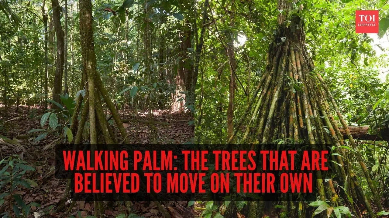 Walking palm: The trees that are believed to move on their own