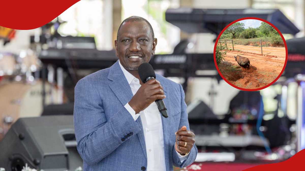 William Ruto: Tense moment as rhino nearly charges at president