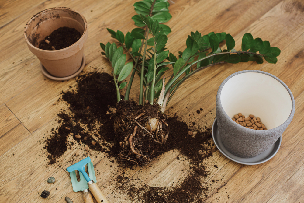 Signs your house plants need repotting