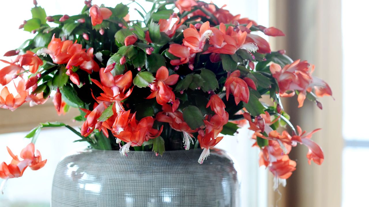 2 simple things you should do with a Christmas cactus after flowering