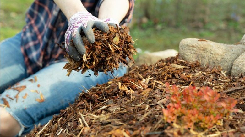 Common mulch upgrades that aren't worth your time or money