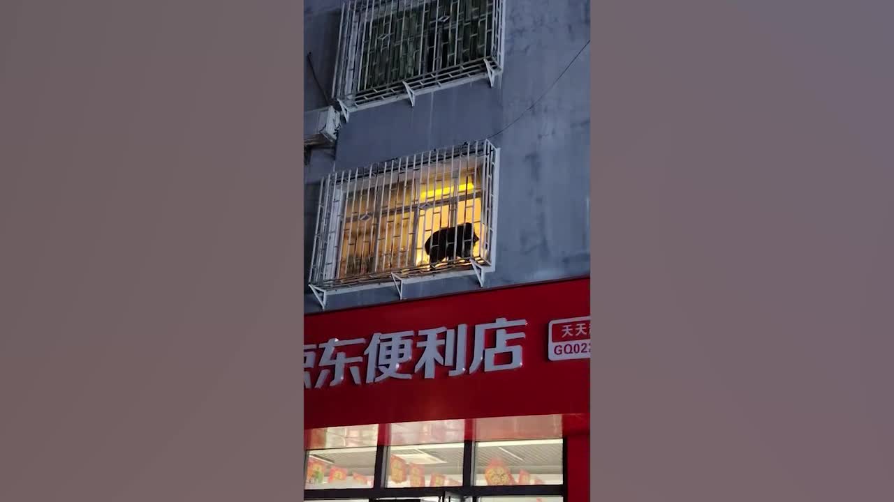 Wild boar scrambles onto second-floor windowsill ledge after breaking ...