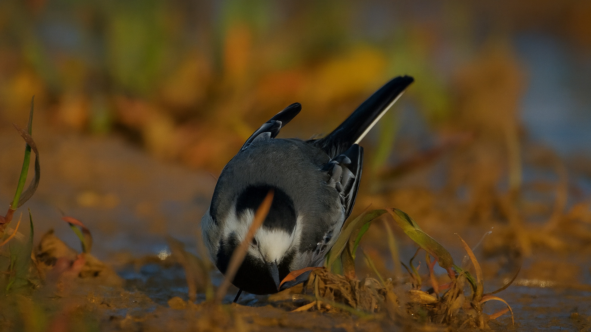 Kleine jager aan het water