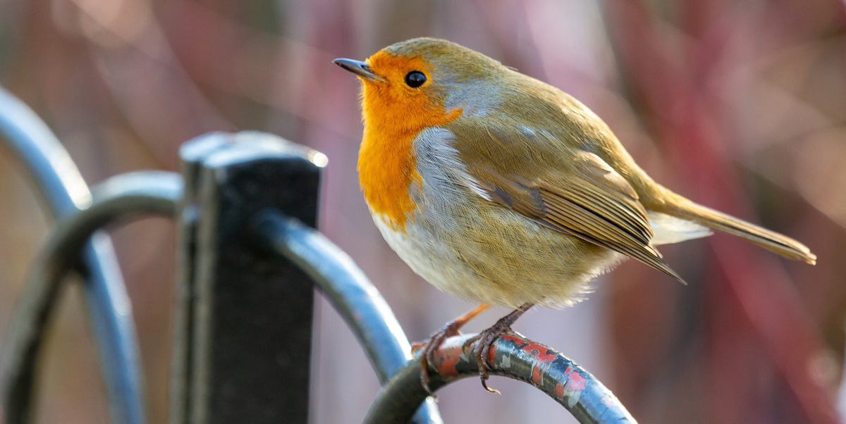 Help garden robins with this 60p cupboard staple everyone has at home